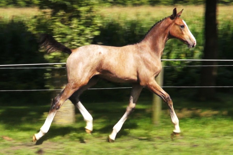 Veulens voor de veiling van Drenthe - Drentse Veulenveiling